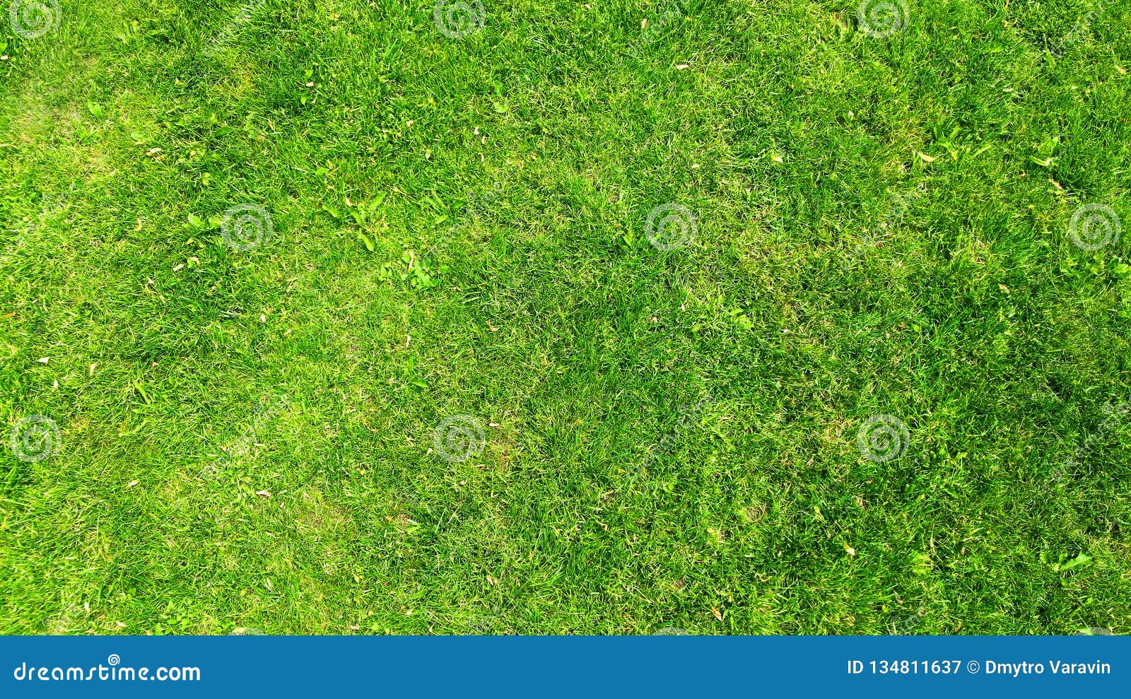 Green Grass Texture Background. Aerial. Stock Image - Image of meadow ...