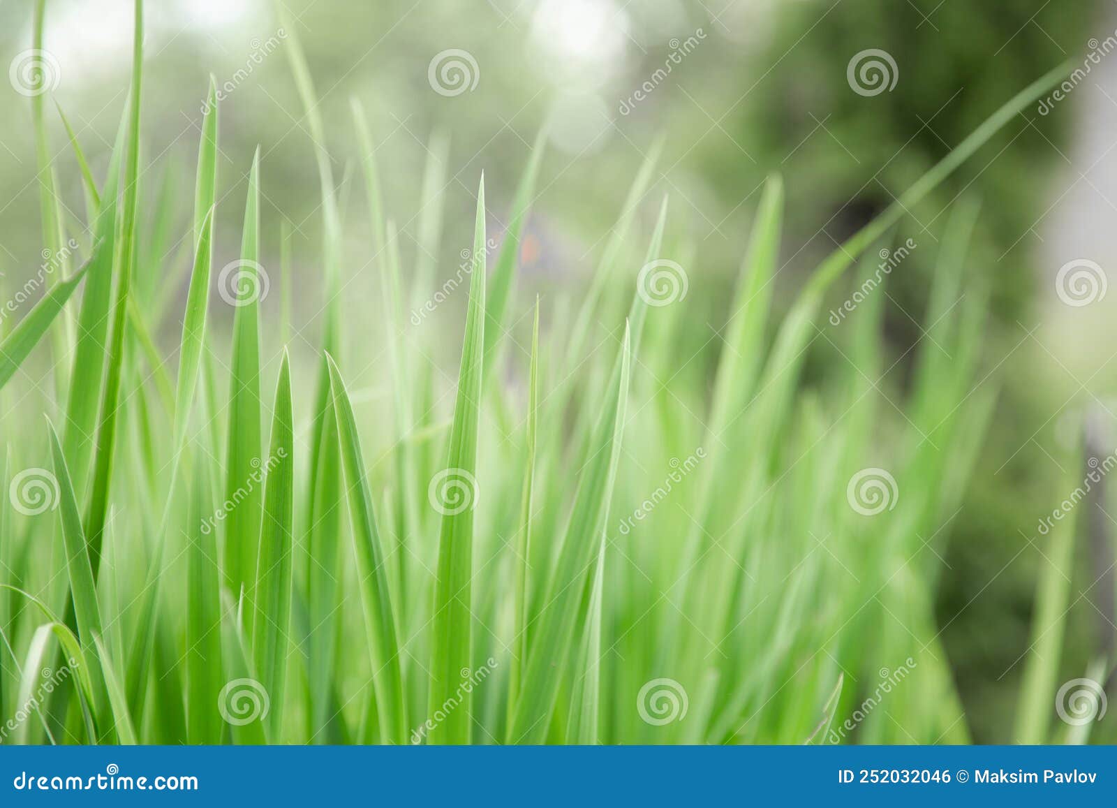 Green Grass Texture As Background. Perspective View and Selective Focus ...