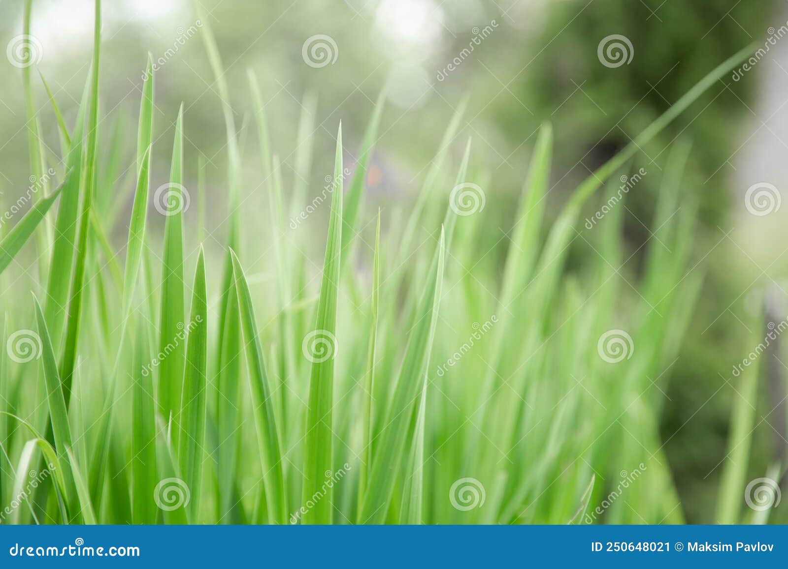 Green Grass Texture As Background. Perspective View and Selective Focus ...