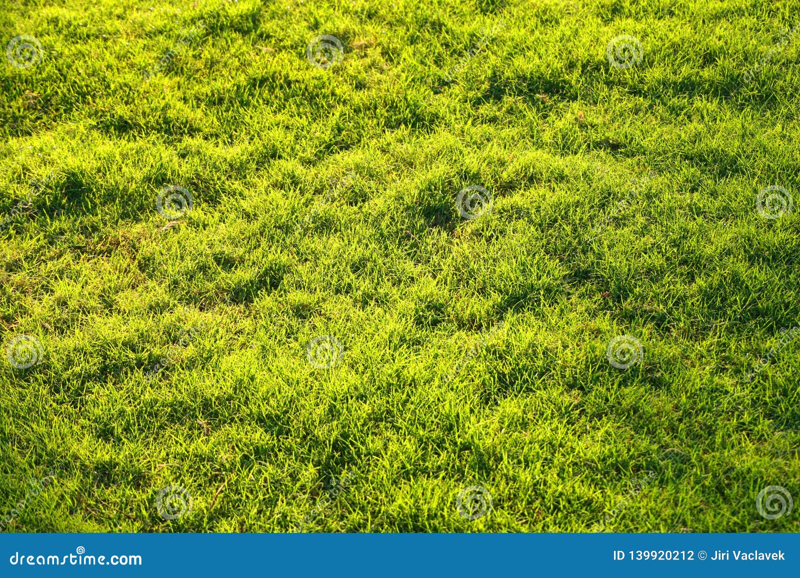 Green grass texture stock photo. Image of outdoor, green - 139920212