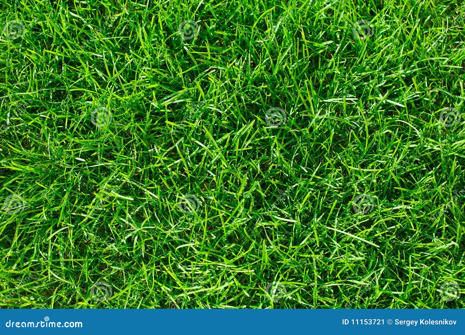 Green Grass Texture Background Stock Image - Image of summer, grass ...