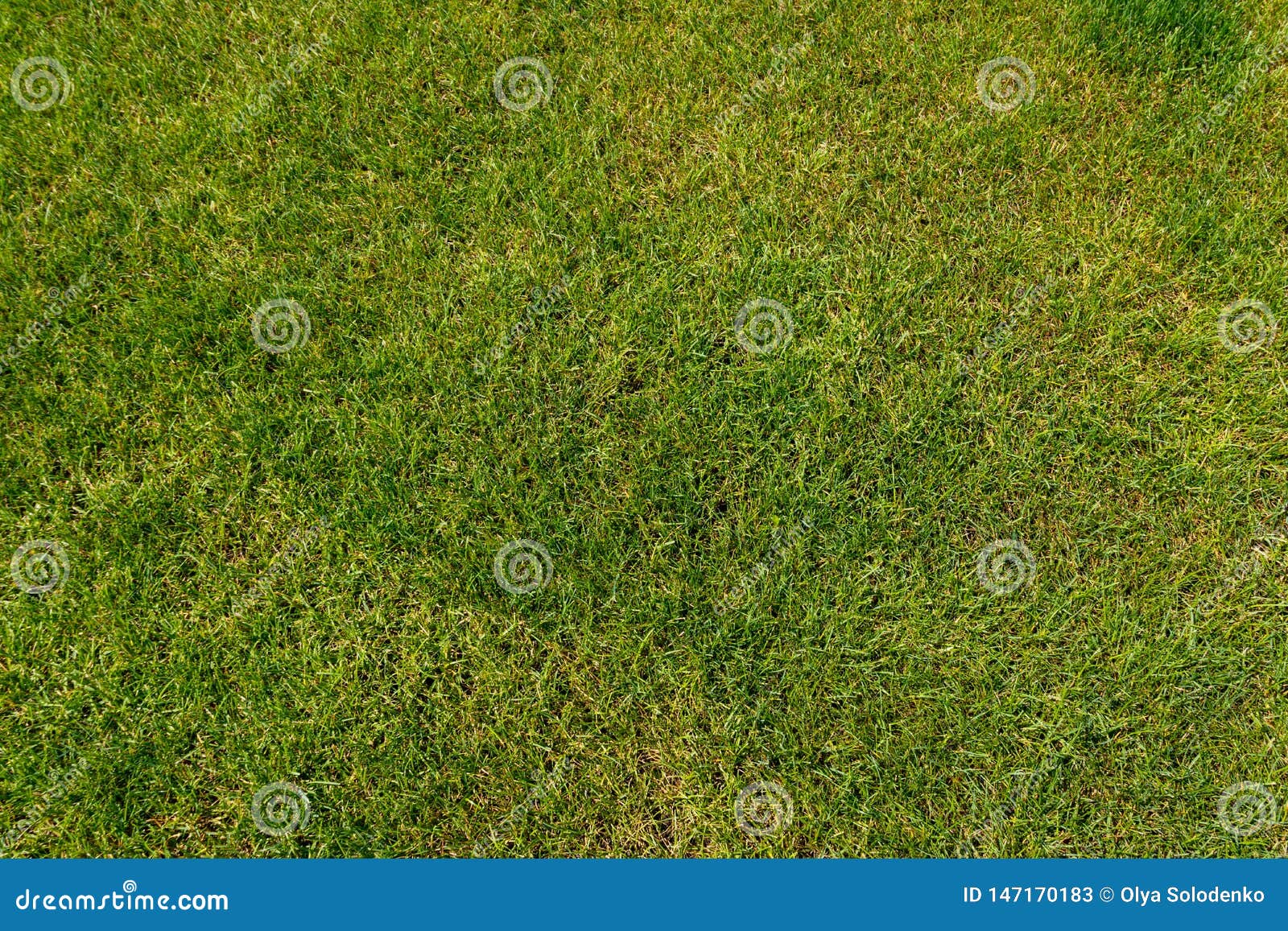 Green Grass Texture Background Stock Image - Image of copy, carpet ...