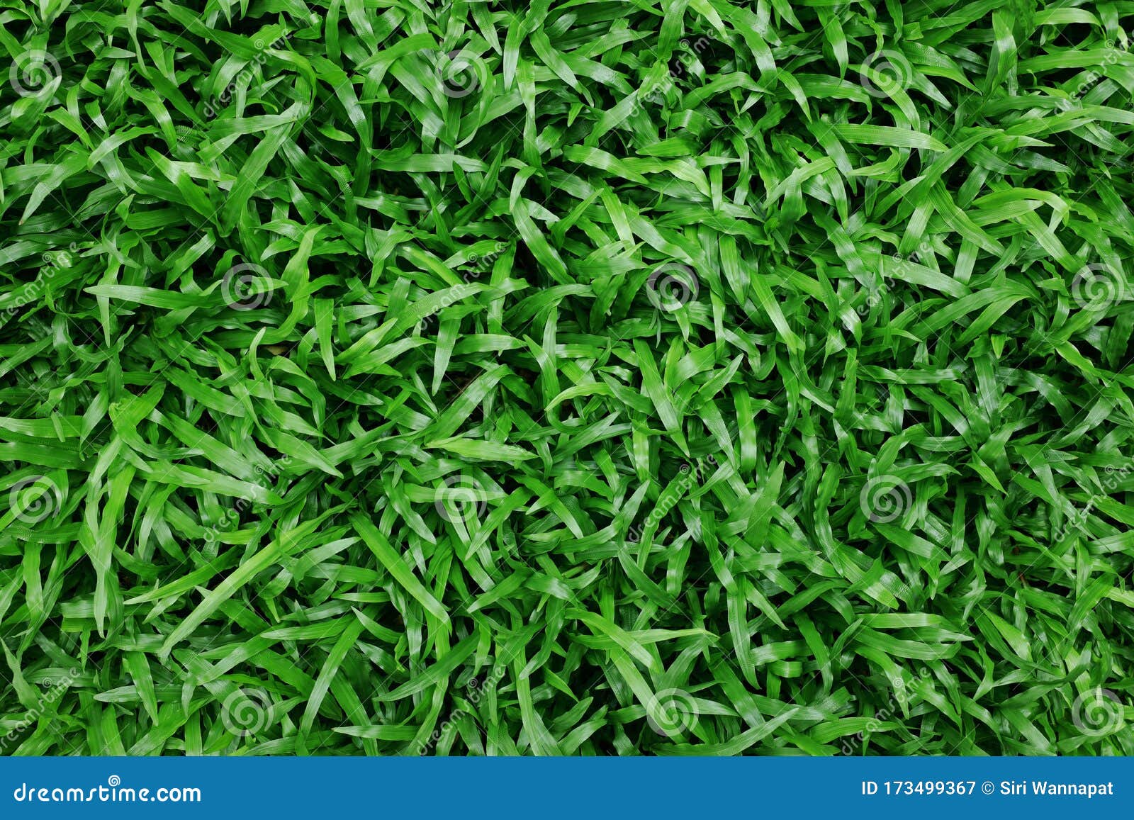 Green Grass Texture Background. Fresh and Clean Leaf Stock Image ...