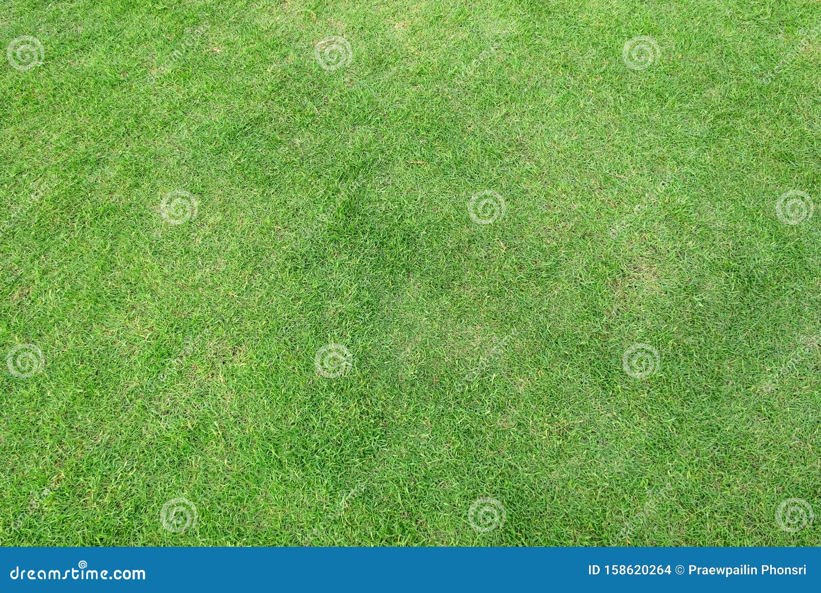 Green Grass Texture For Background. Green Lawn Pattern And Texture ...