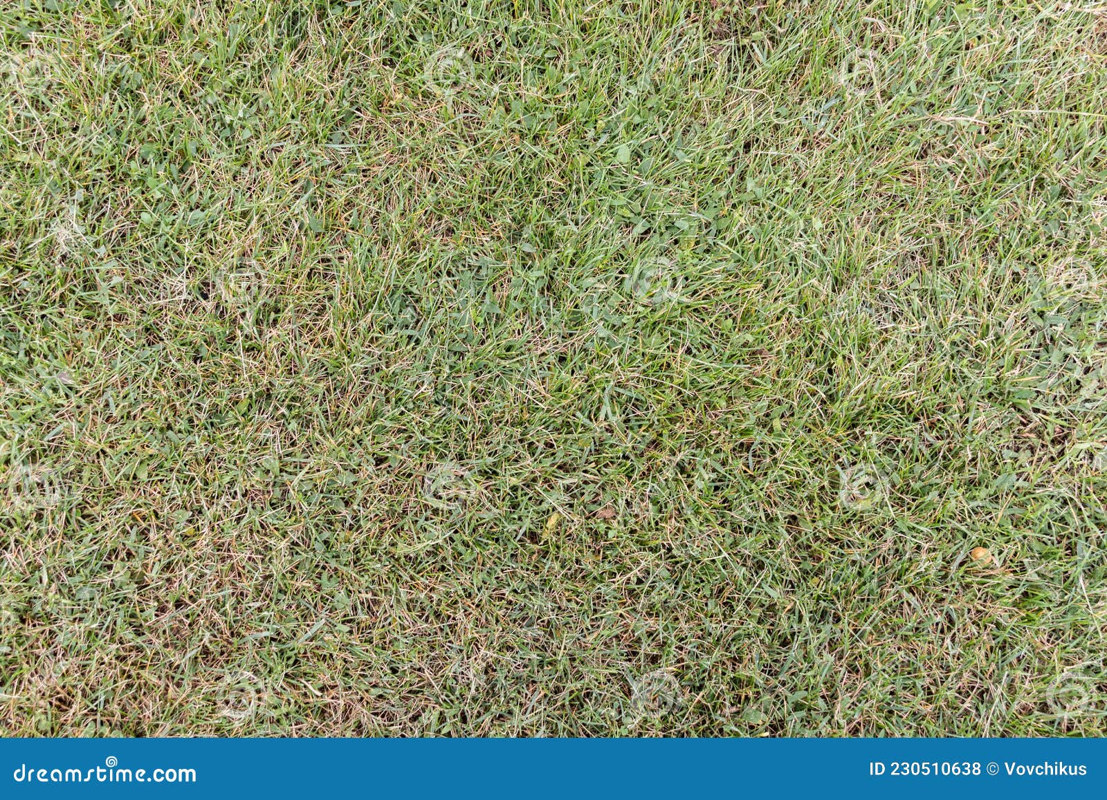 Green Grass Texture for Background. Sample. Close-up Stock Photo ...