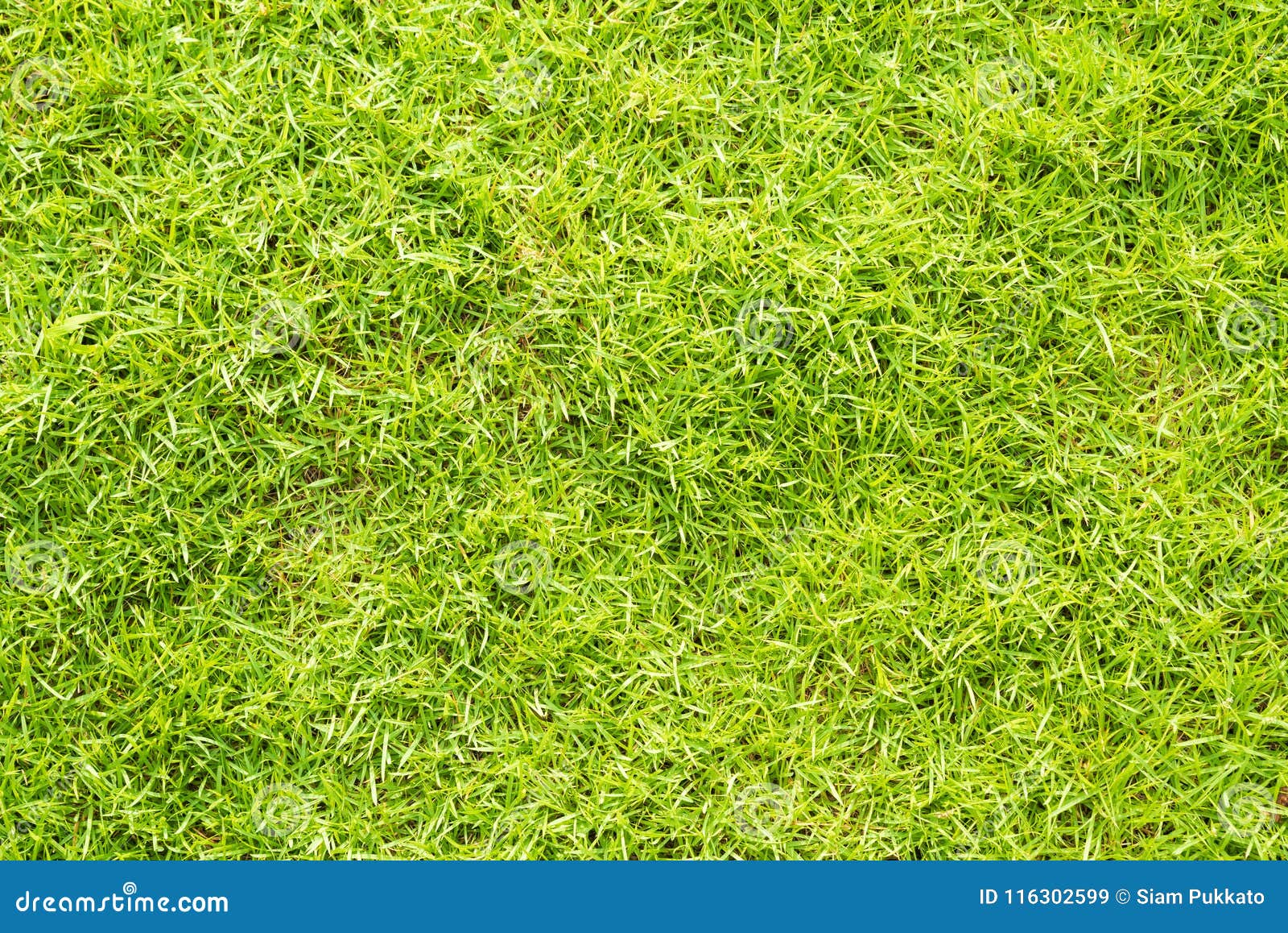 Green Grass Texture Background for Spring or Summer Stock Image - Image ...