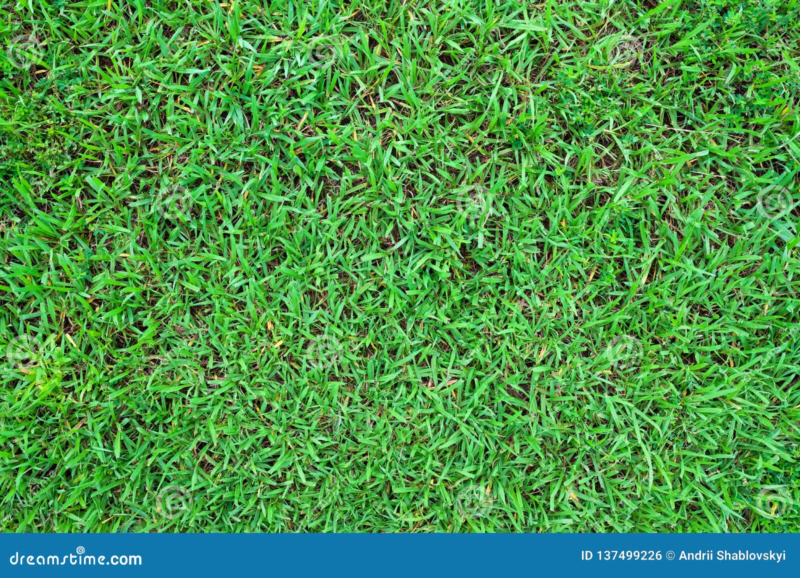 Green Grass Texture Background. Top View Stock Photo - Image of ...