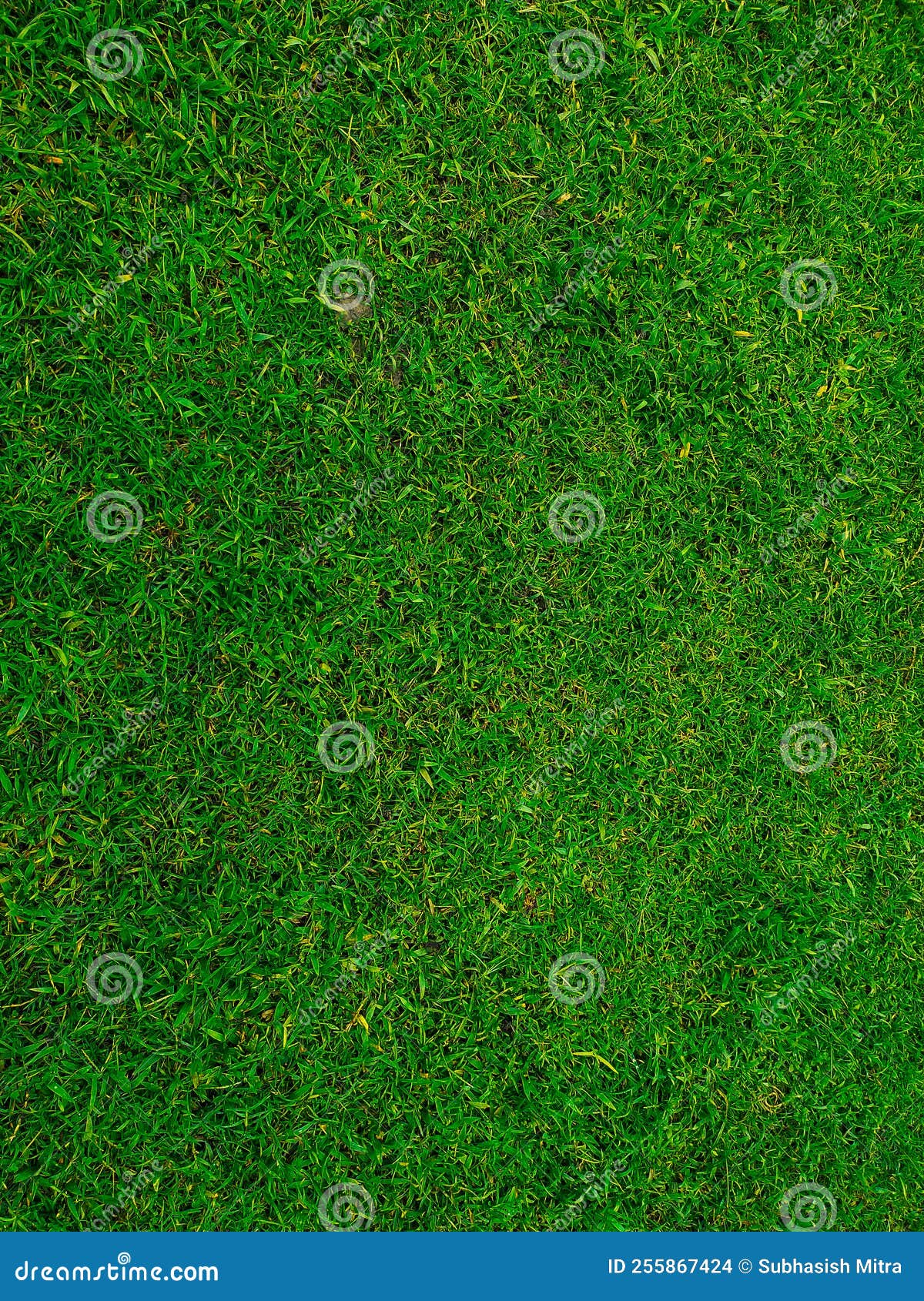 Green Grass Texture Background Top View Of Bright Grass Garden Idea Concept Used For Making