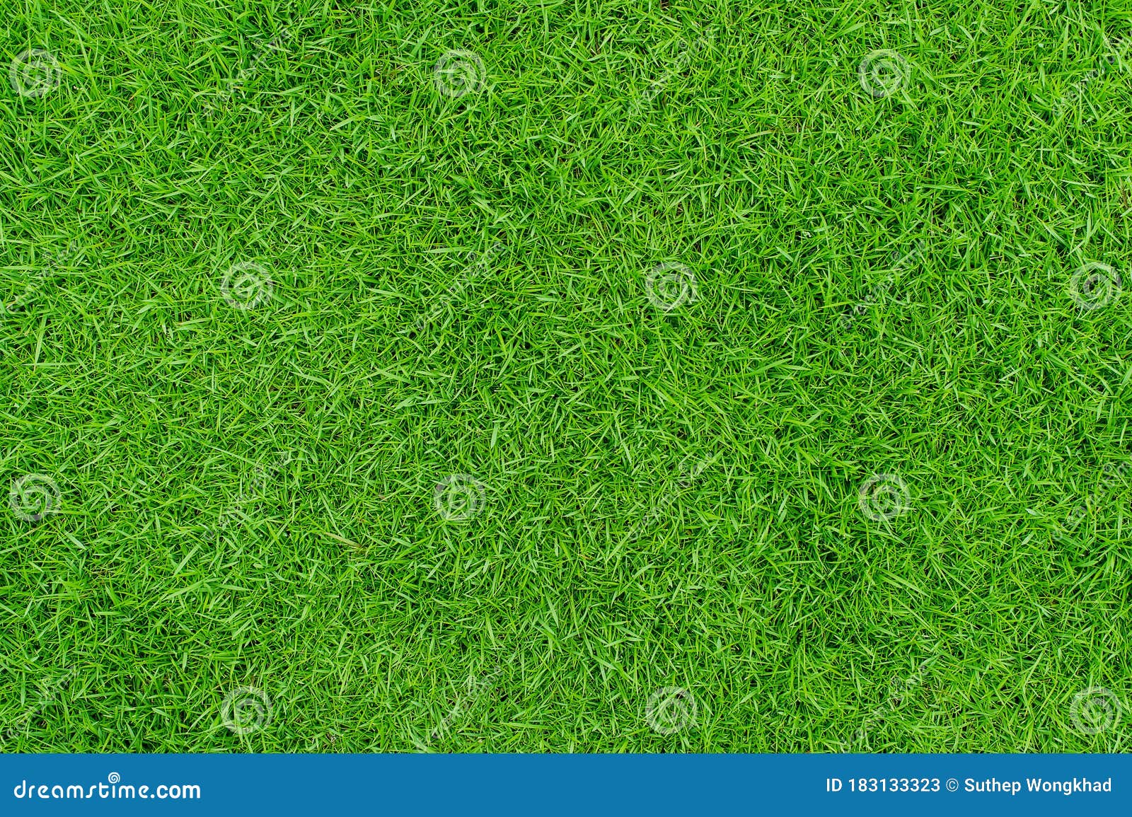Green Grass Texture Background Top View Of Grass Garden Ideal Concept Used For Making Green
