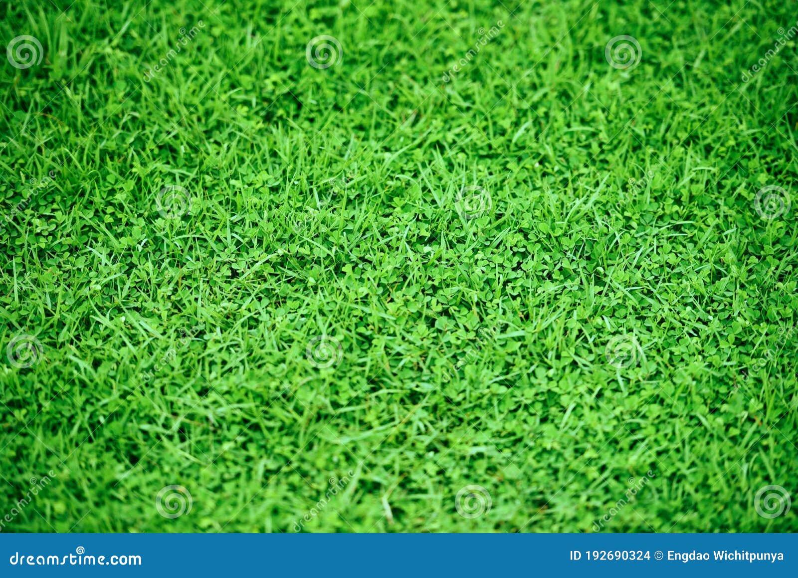 Green Grass Texture Background Top View - Grass Background Lawn Pattern ...