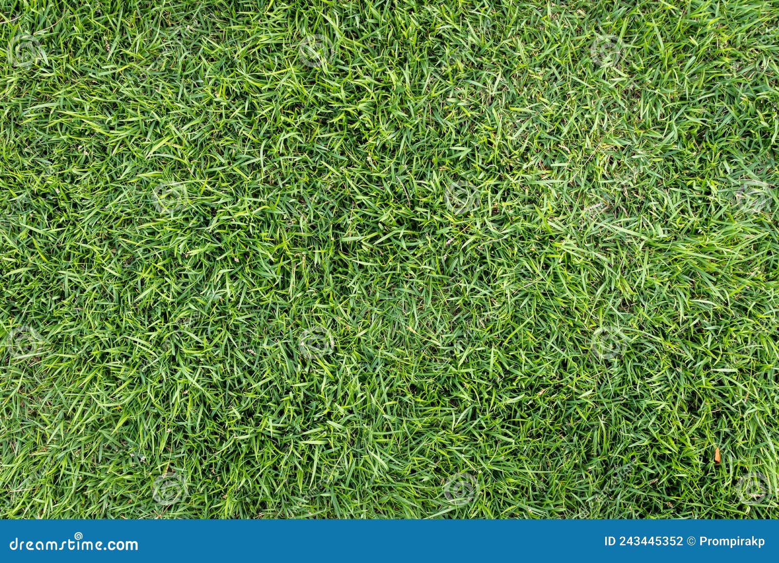 Green Grass Texture Background Top View. Realistic Grass Stock Photo ...