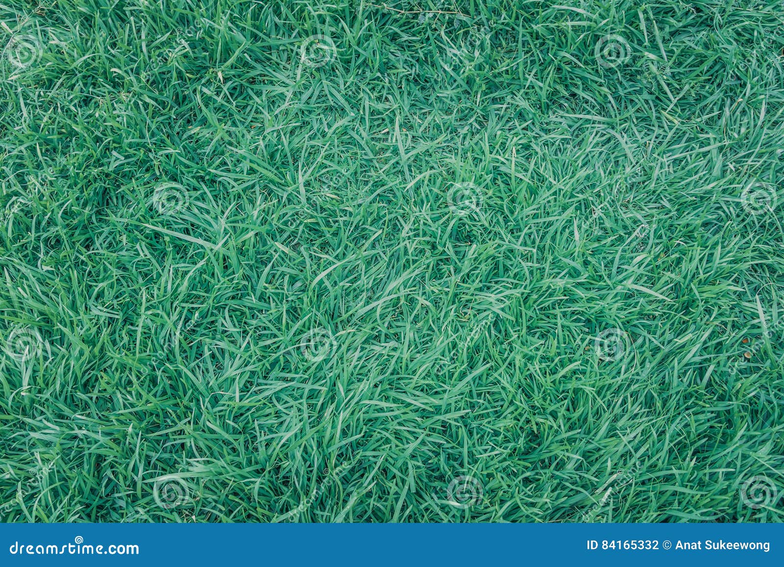 Green grass texture stock photo. Image of outdoor, grass - 84165332