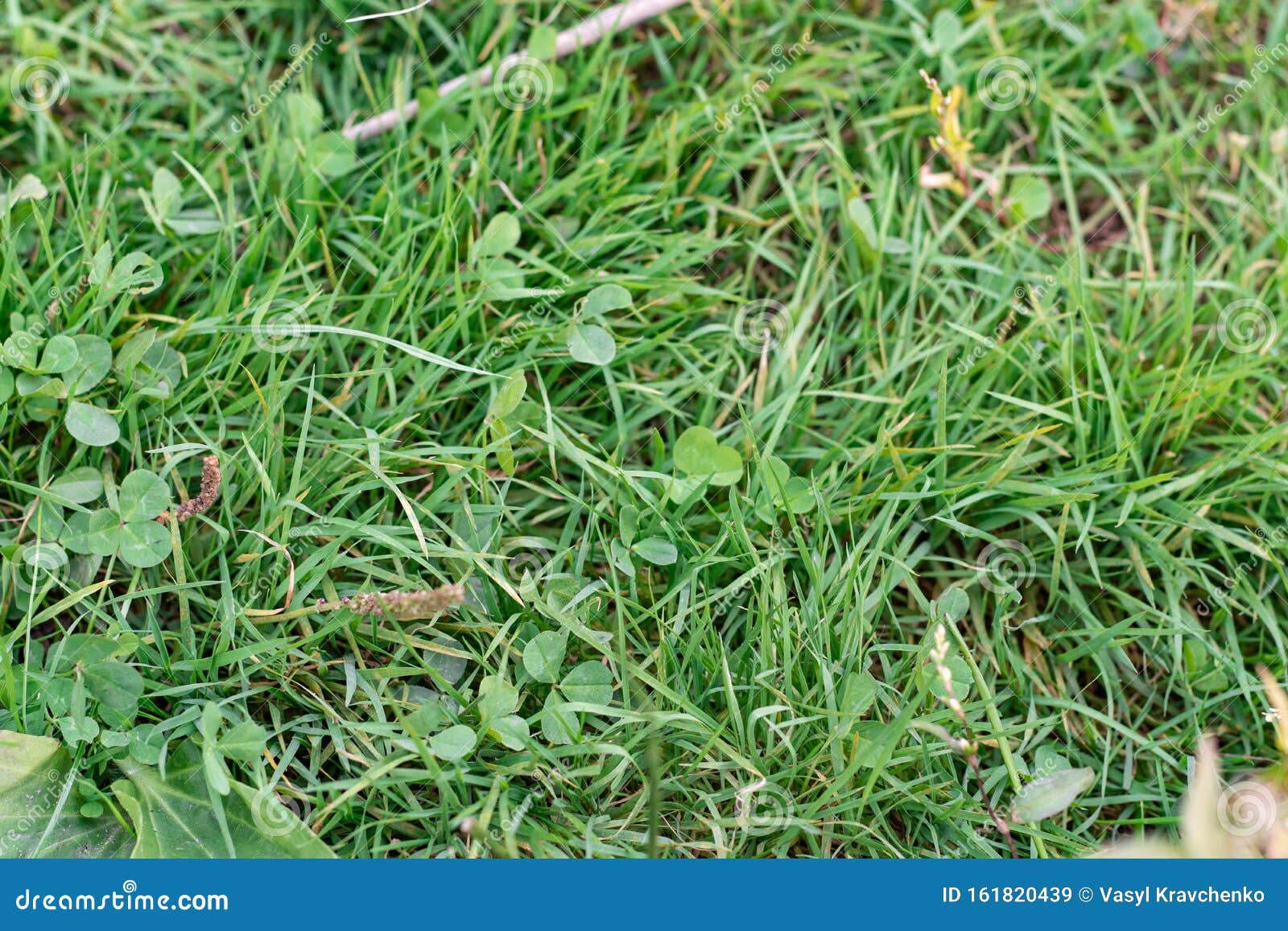 Green Grass Texture with Clover Stock Image - Image of clover, grounds ...