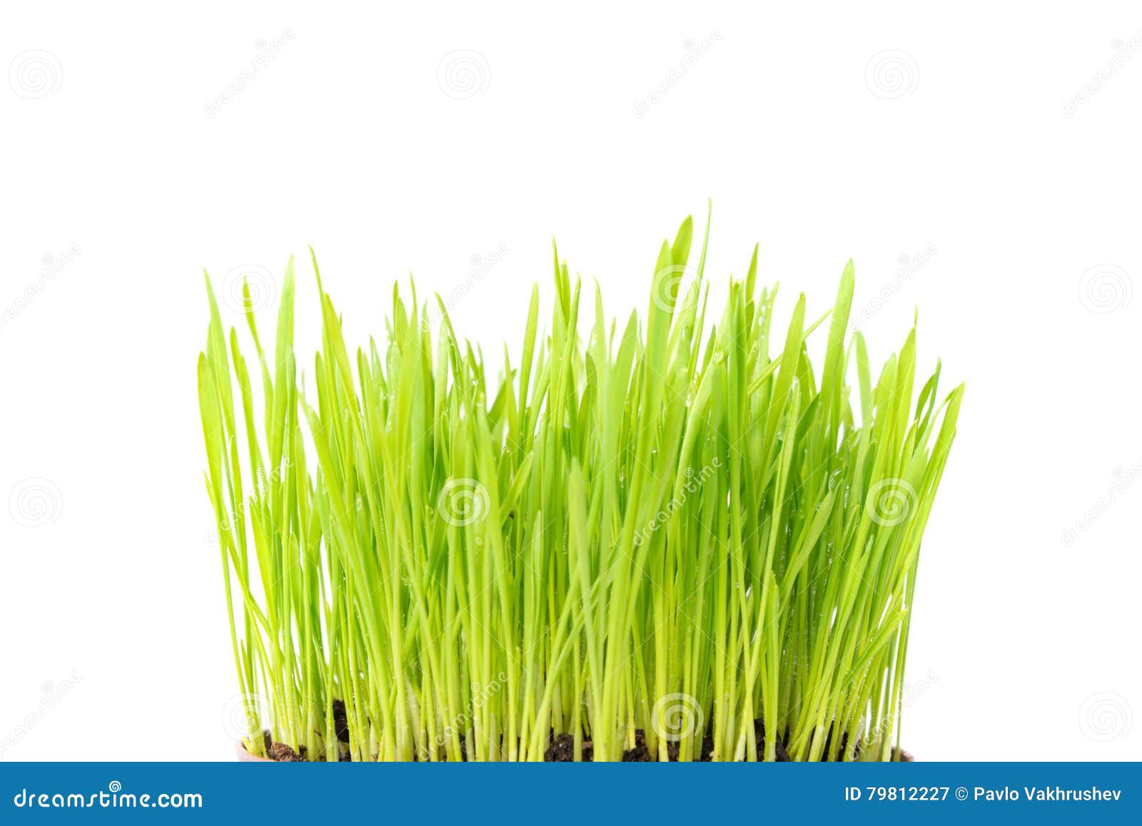 Green Grass Texture in Earth Stock Image - Image of high, abstract ...