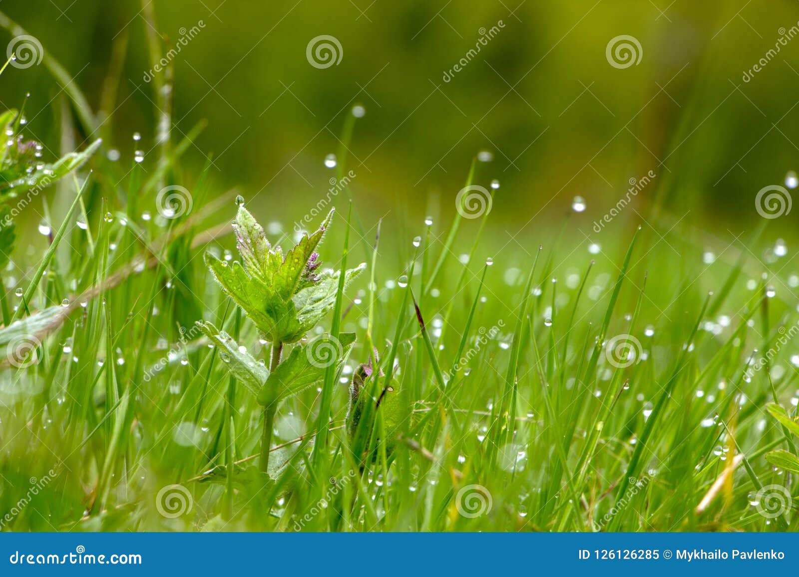Green Grass Texture. Element of Design Stock Image - Image of flora ...