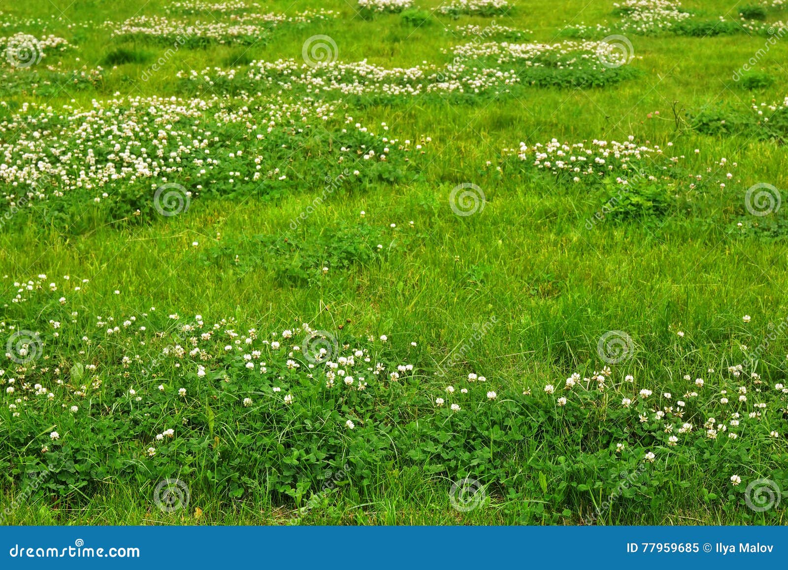 Green Grass Texture from a Field Stock Image - Image of environment ...