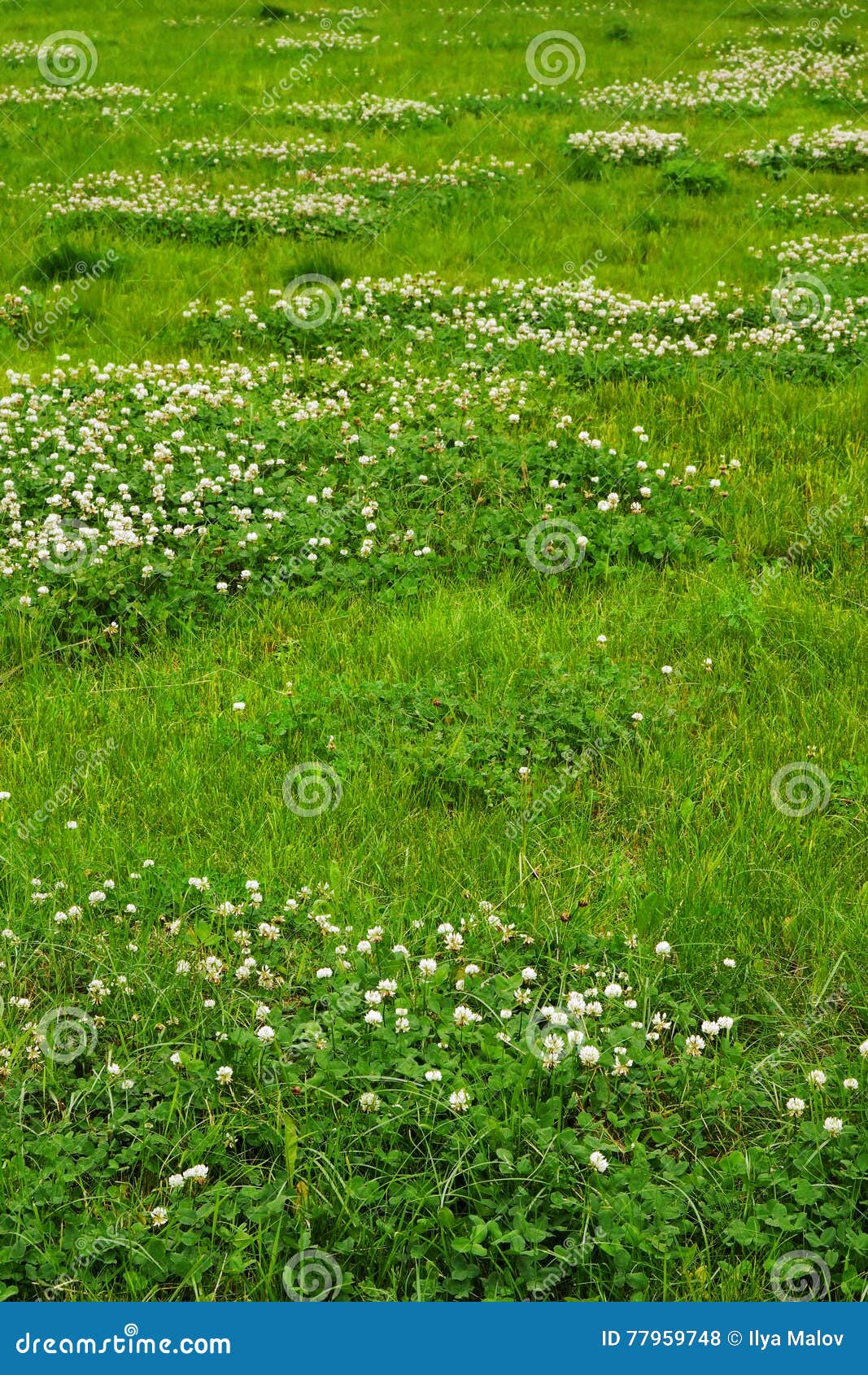 Green Grass Texture from a Field Stock Photo - Image of landscape, june ...
