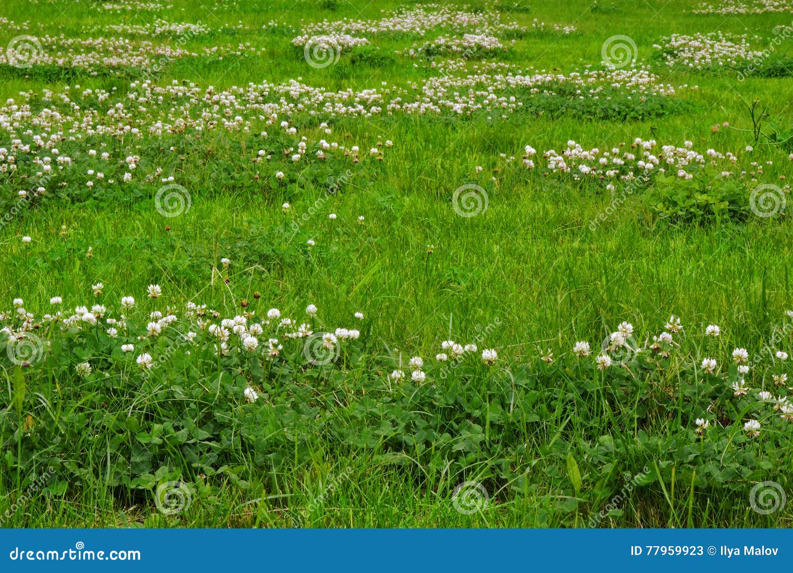 Green Grass Texture from a Field Stock Image - Image of environment ...