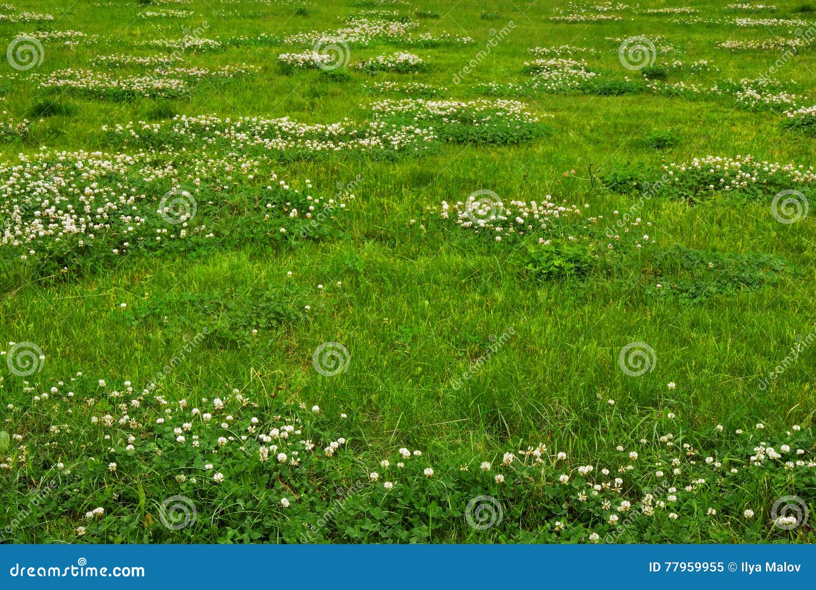 Green Grass Texture from a Field Stock Image - Image of organic, season ...