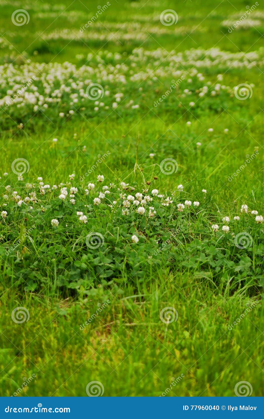 Green Grass Texture from a Field Stock Photo - Image of summer, spring ...