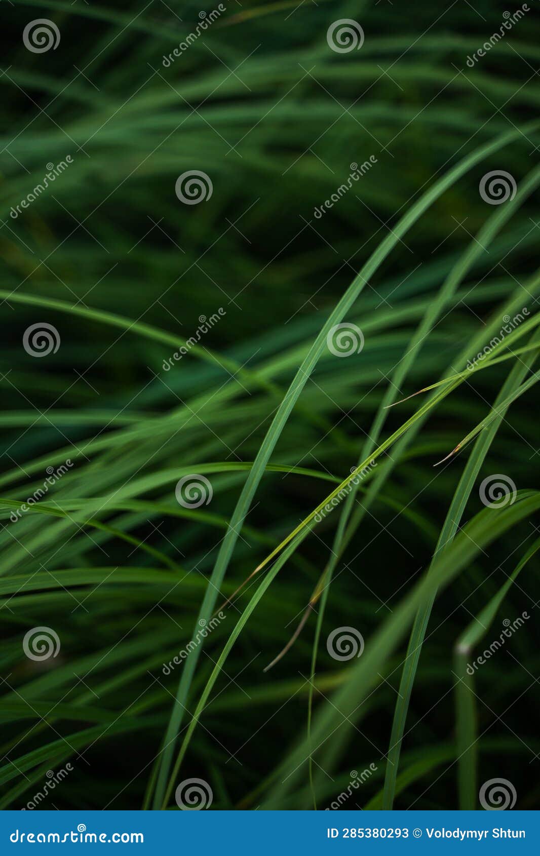 Green Grass Texture from a Field. Herb, Herbaceous Background ...