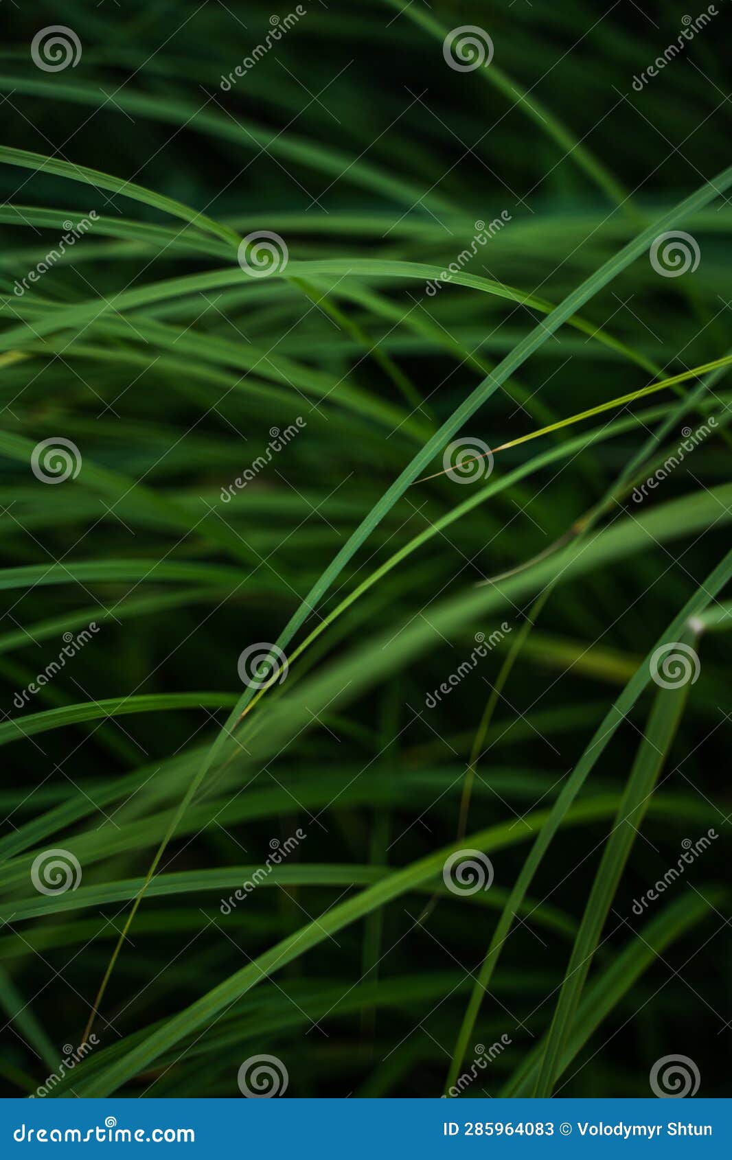 Green Grass Texture from a Field. Herb, Herbaceous Background ...