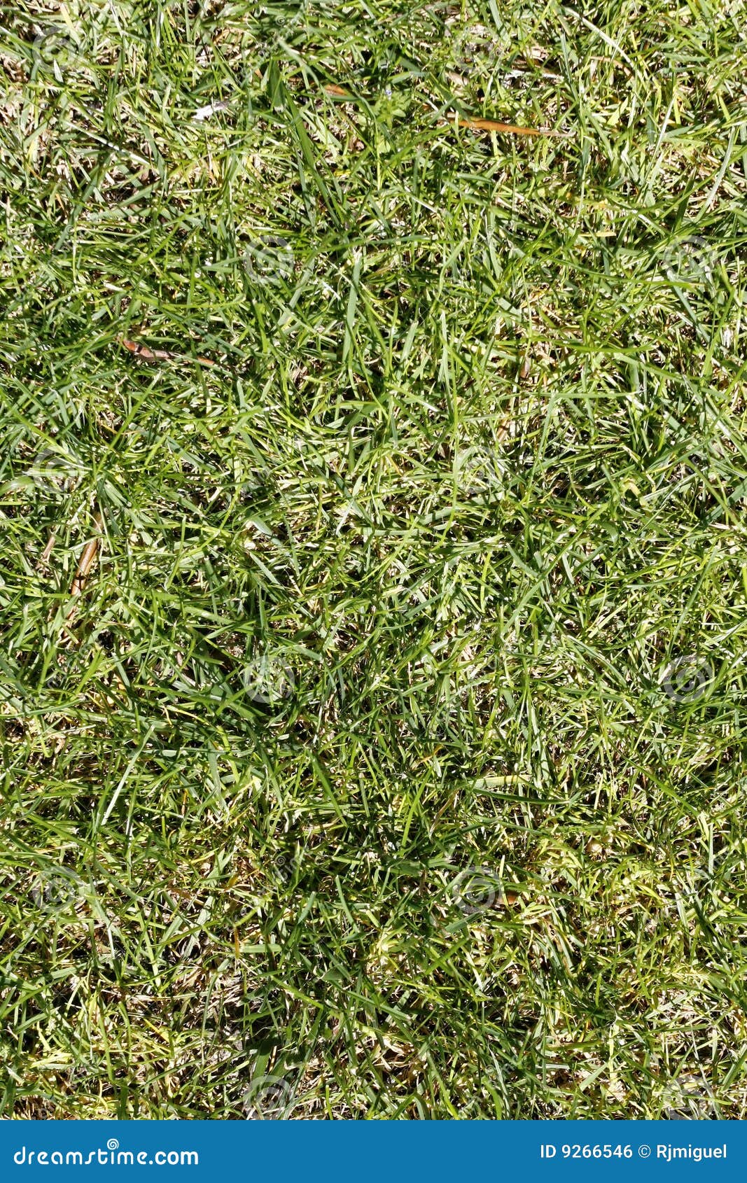 Green Grass Texture on a Golf Course Stock Photo - Image of line, color ...