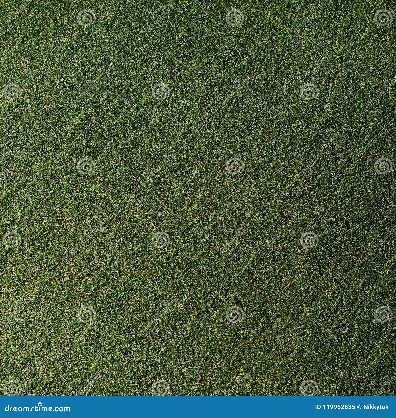 Green Grass Texture at Golf Course Stock Image - Image of flora ...