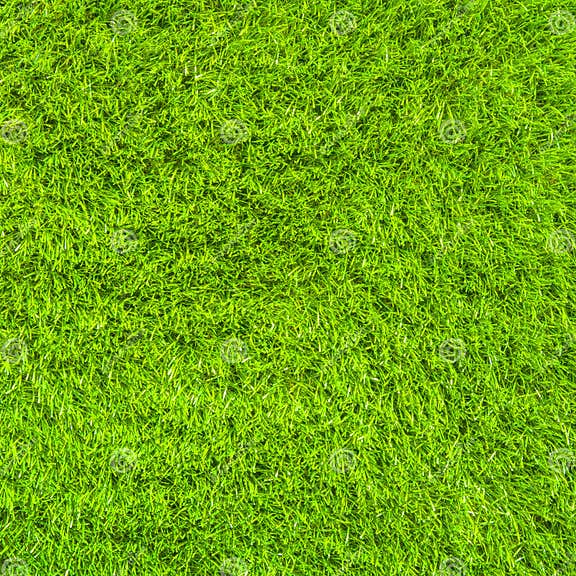 Green grass texture stock photo. Image of clean, grass - 144178172