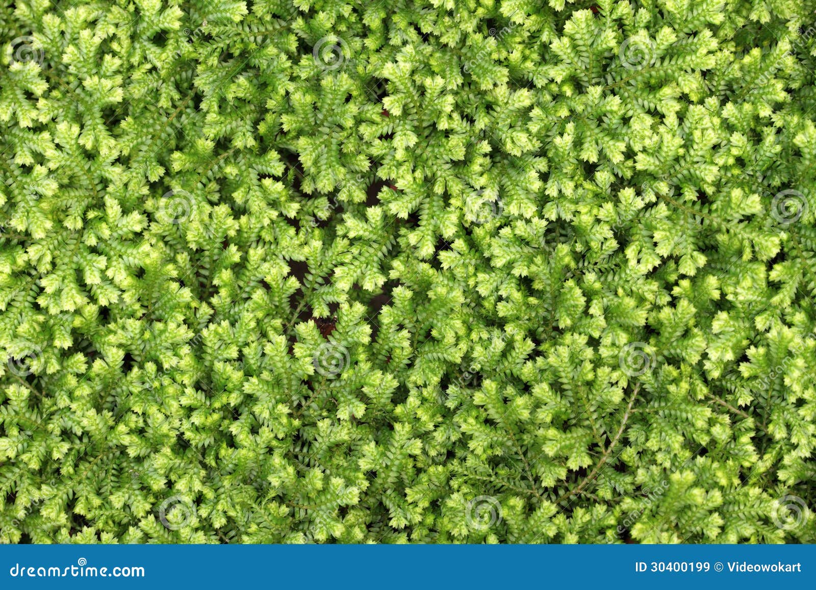 Green grass texture stock image. Image of plant, natural - 30400199