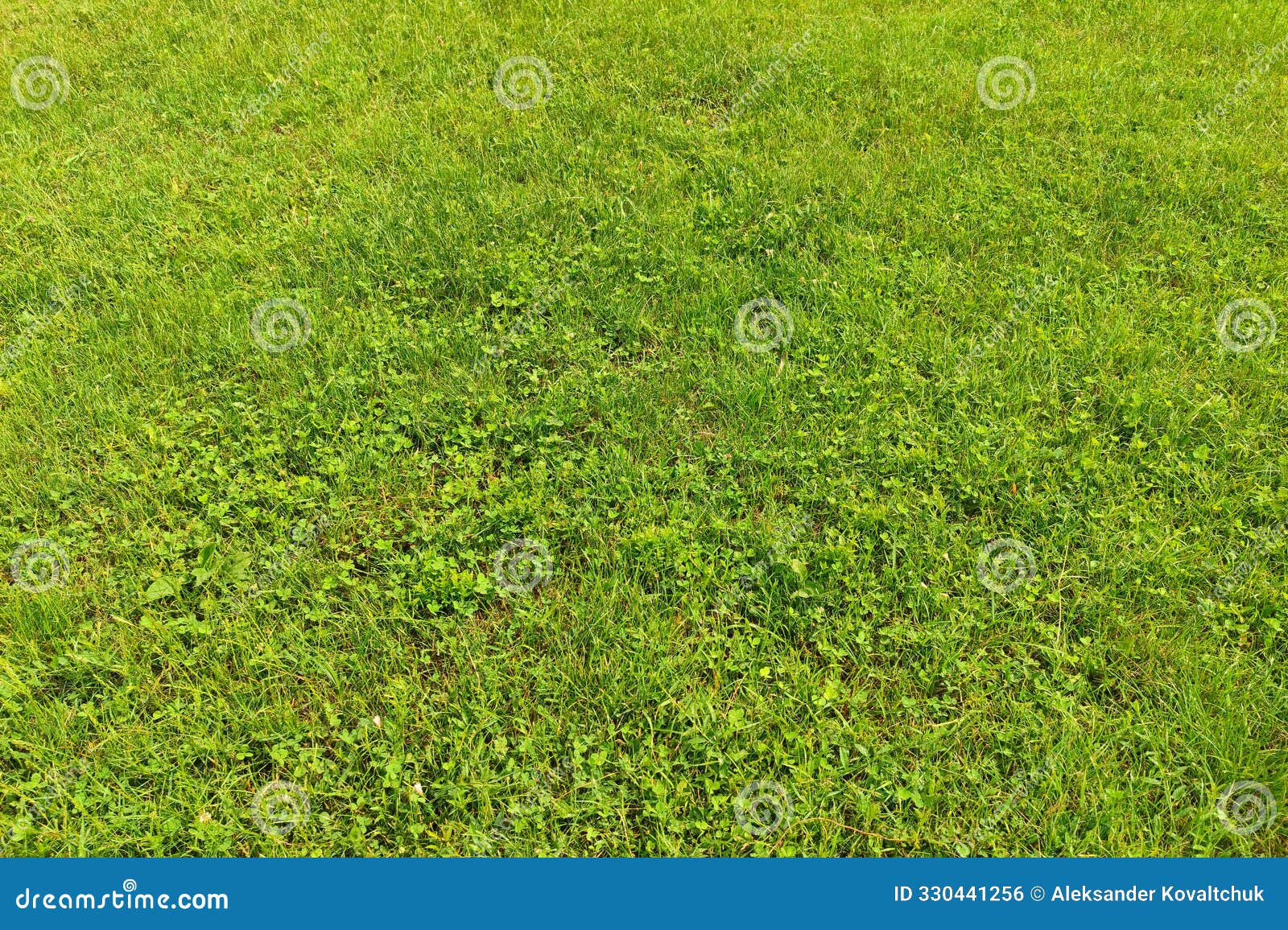 Green Grass Texture. Green Lawn Stock Photo - Image of outdoor ...