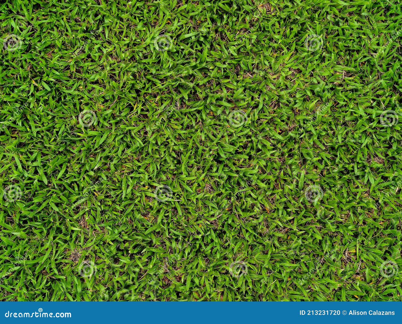 Green Grass Texture. Lawn Seen from Above Stock Photo - Image of ...