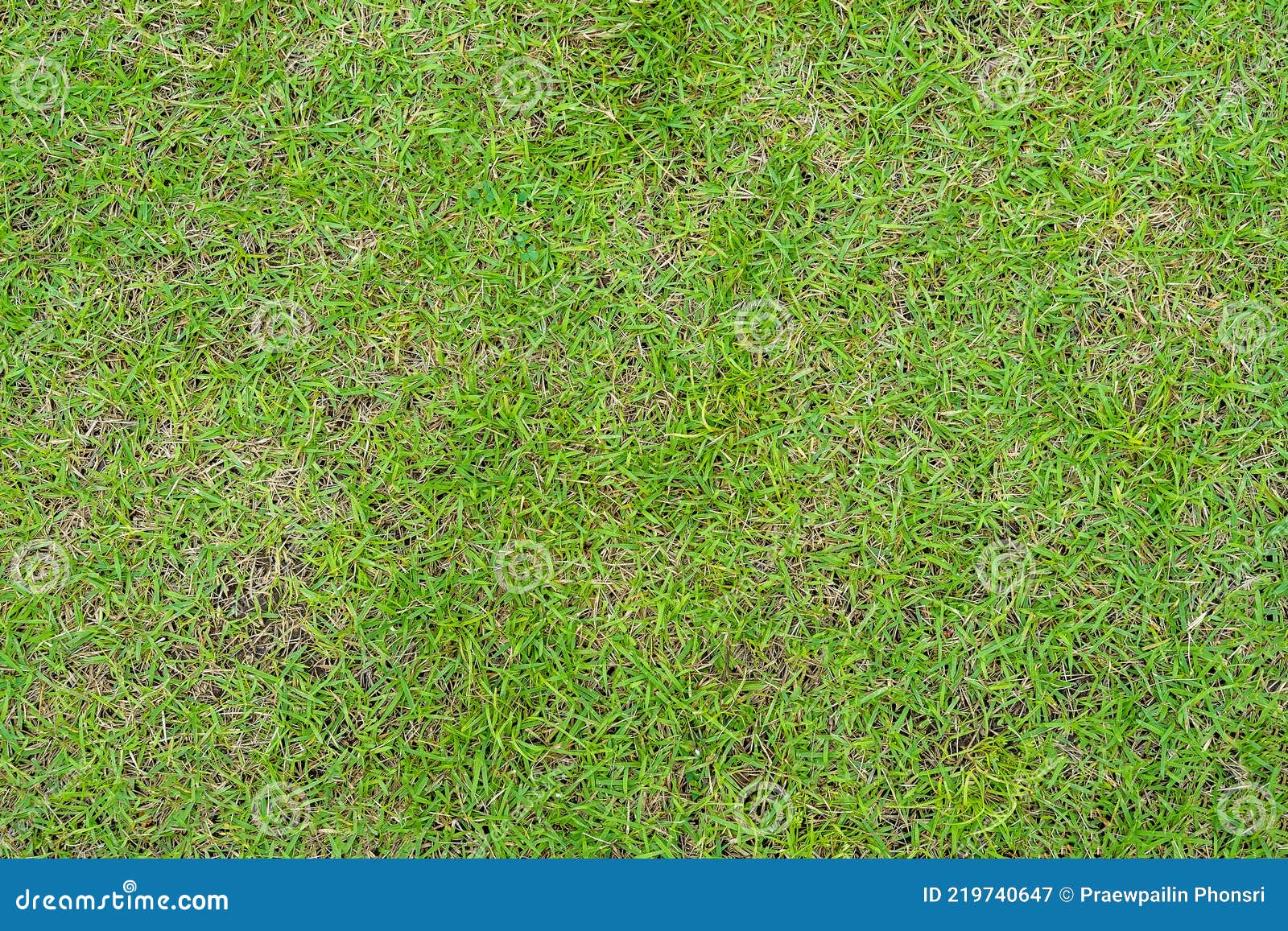 Green Grass Texture. Green Lawn Yard Texture Background Stock Image ...