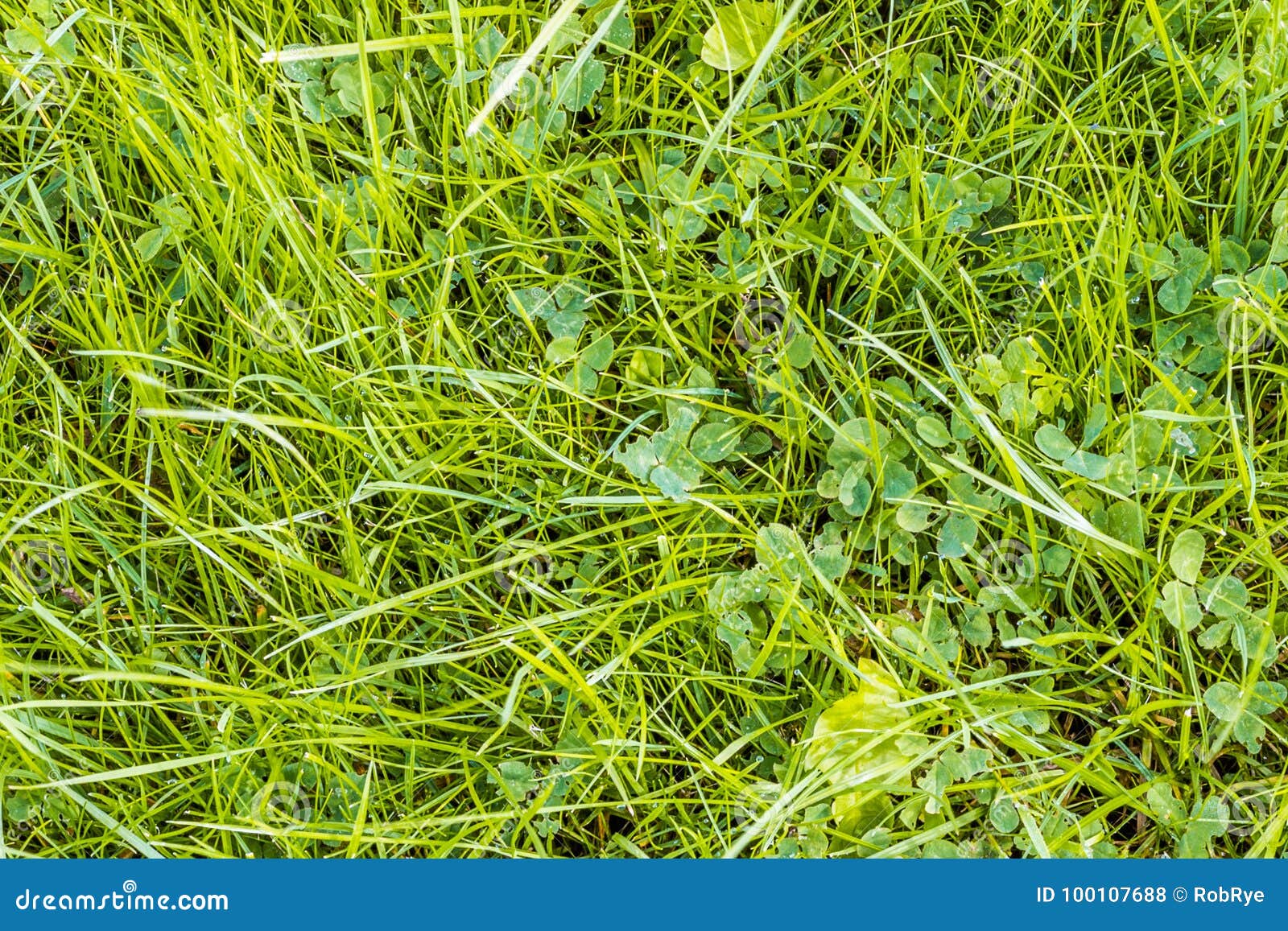 Green Grass Texture with Natural Patterns View from Above Can Be Stock ...