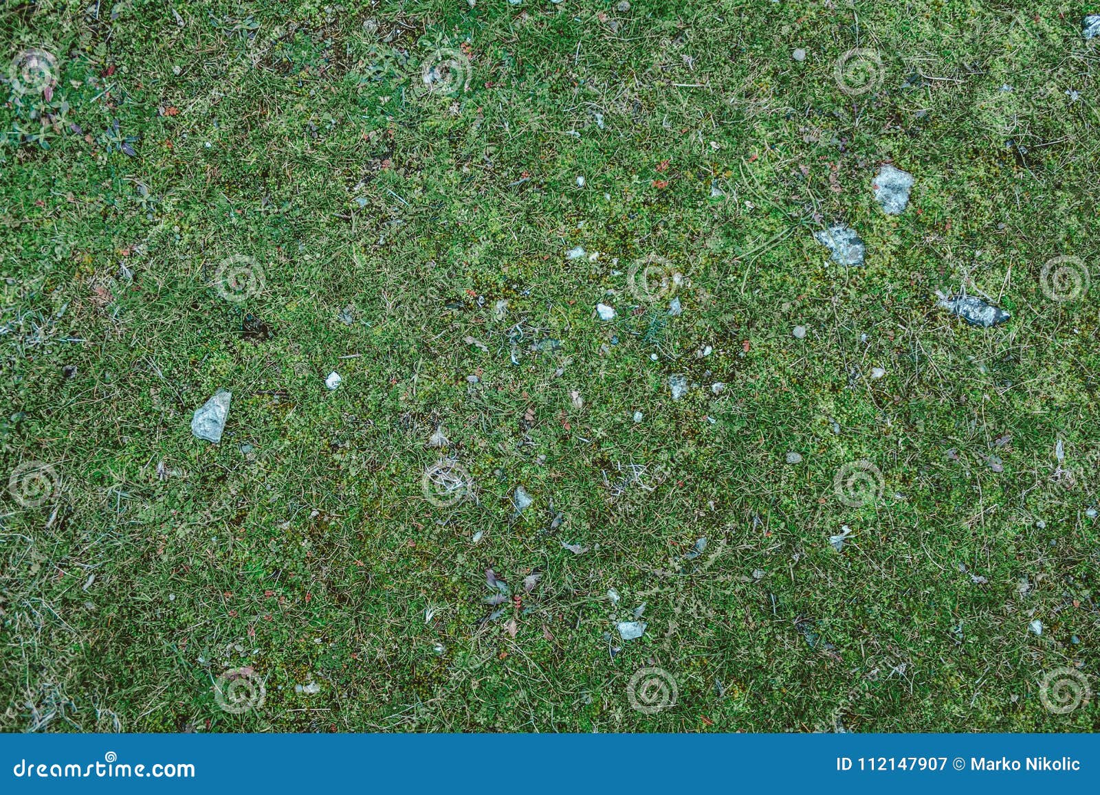 Green Grass Texture. with Small Rocks Stock Image - Image of abstract ...