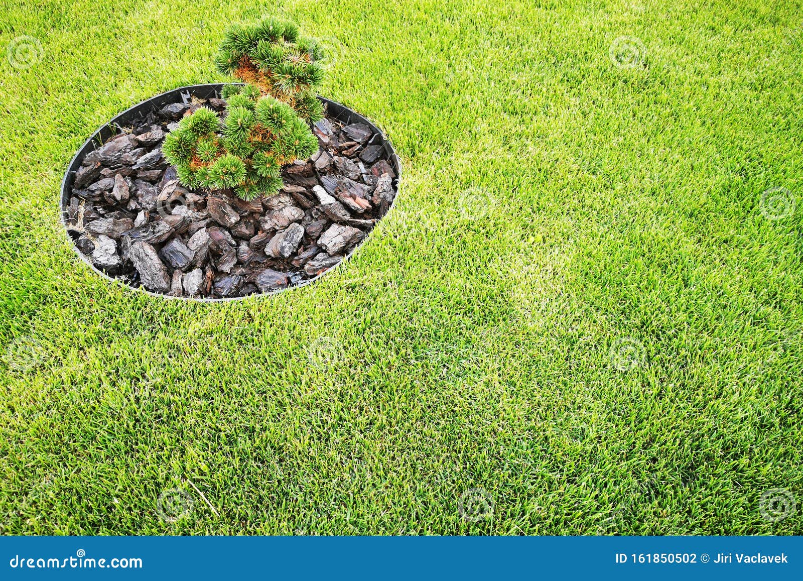 Green Grass Texture with Small Tree Stock Photo - Image of field, team ...