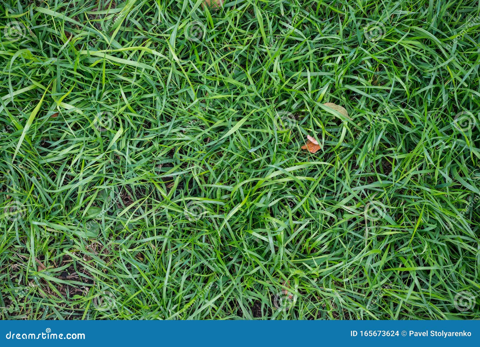 Green Grass Texture in Summer Stock Photo - Image of dandelion, idyllic ...