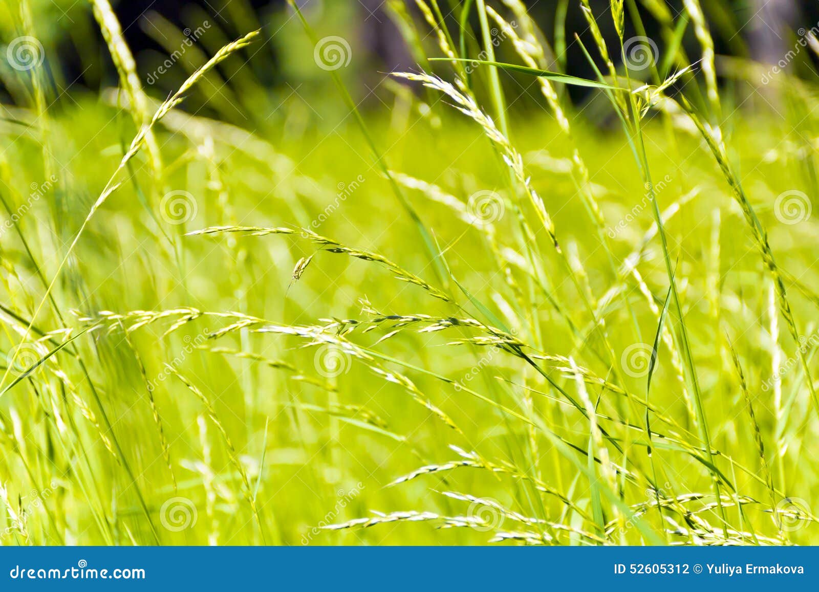 Green grass texture stock photo. Image of summer, plant - 52605312