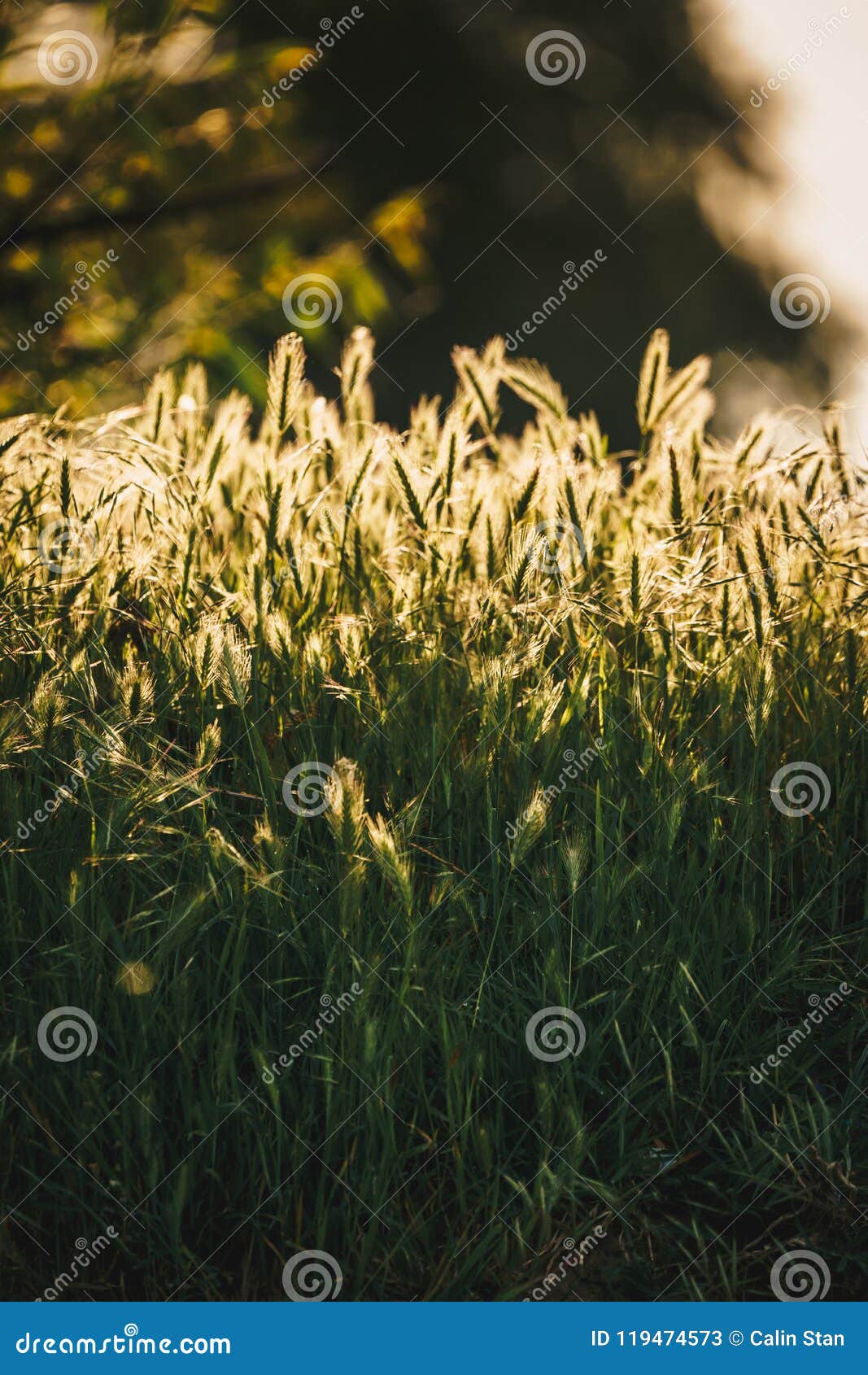 Green Grass Texture in Sunlight. Vintage Effect Applied Stock Image ...