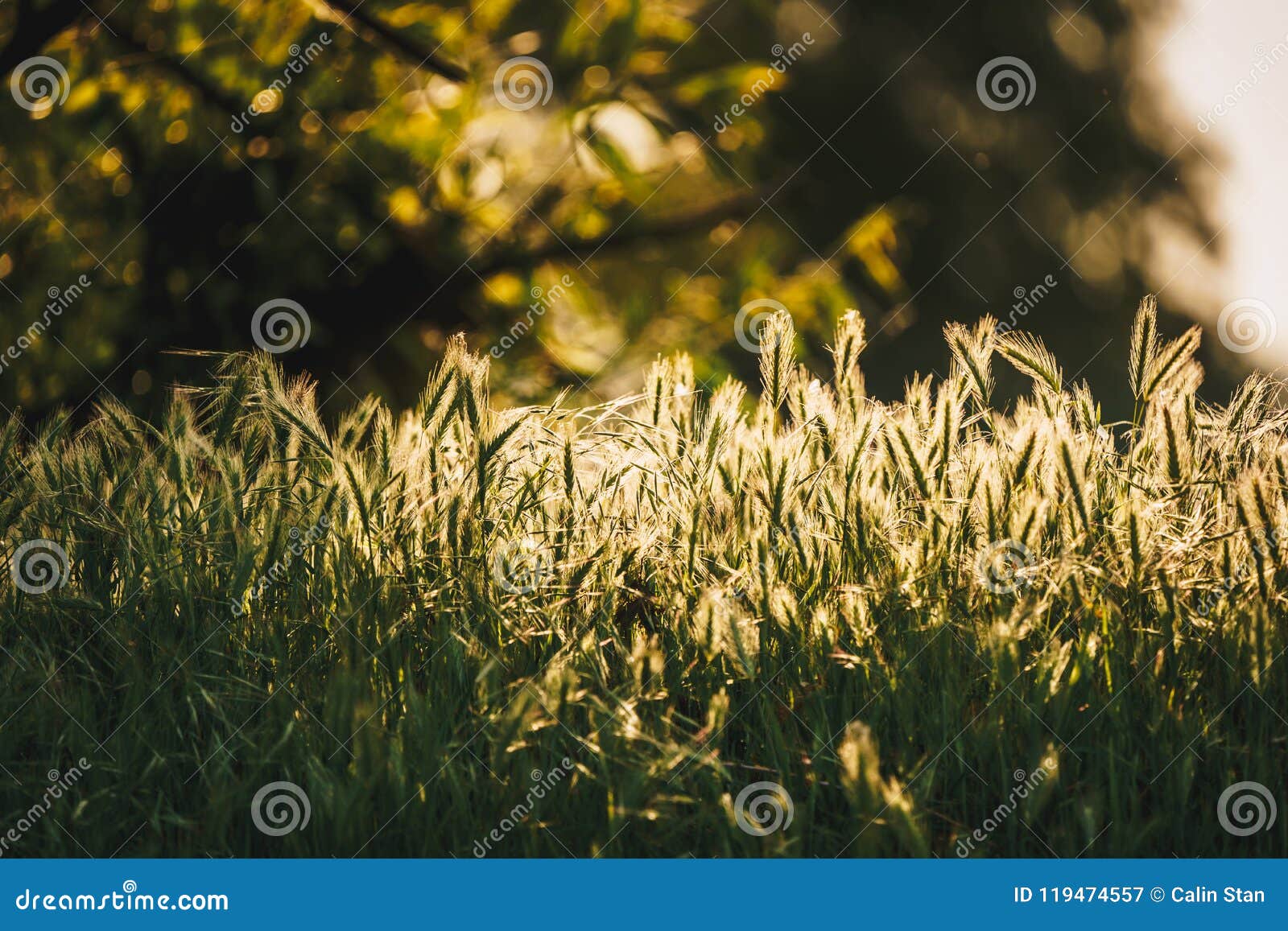 Green Grass Texture in Sunlight. Vintage Effect Applied Stock Image ...