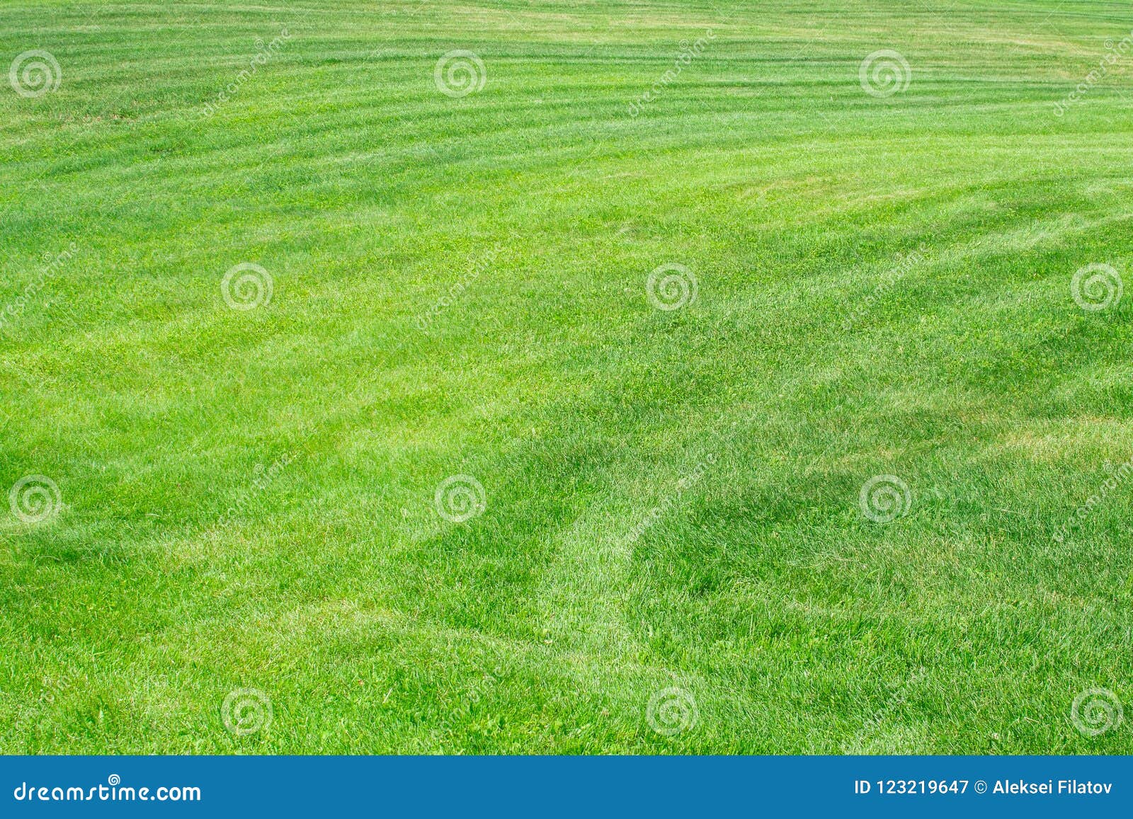 Green grass texture stock image. Image of clean, landscaping - 123219647