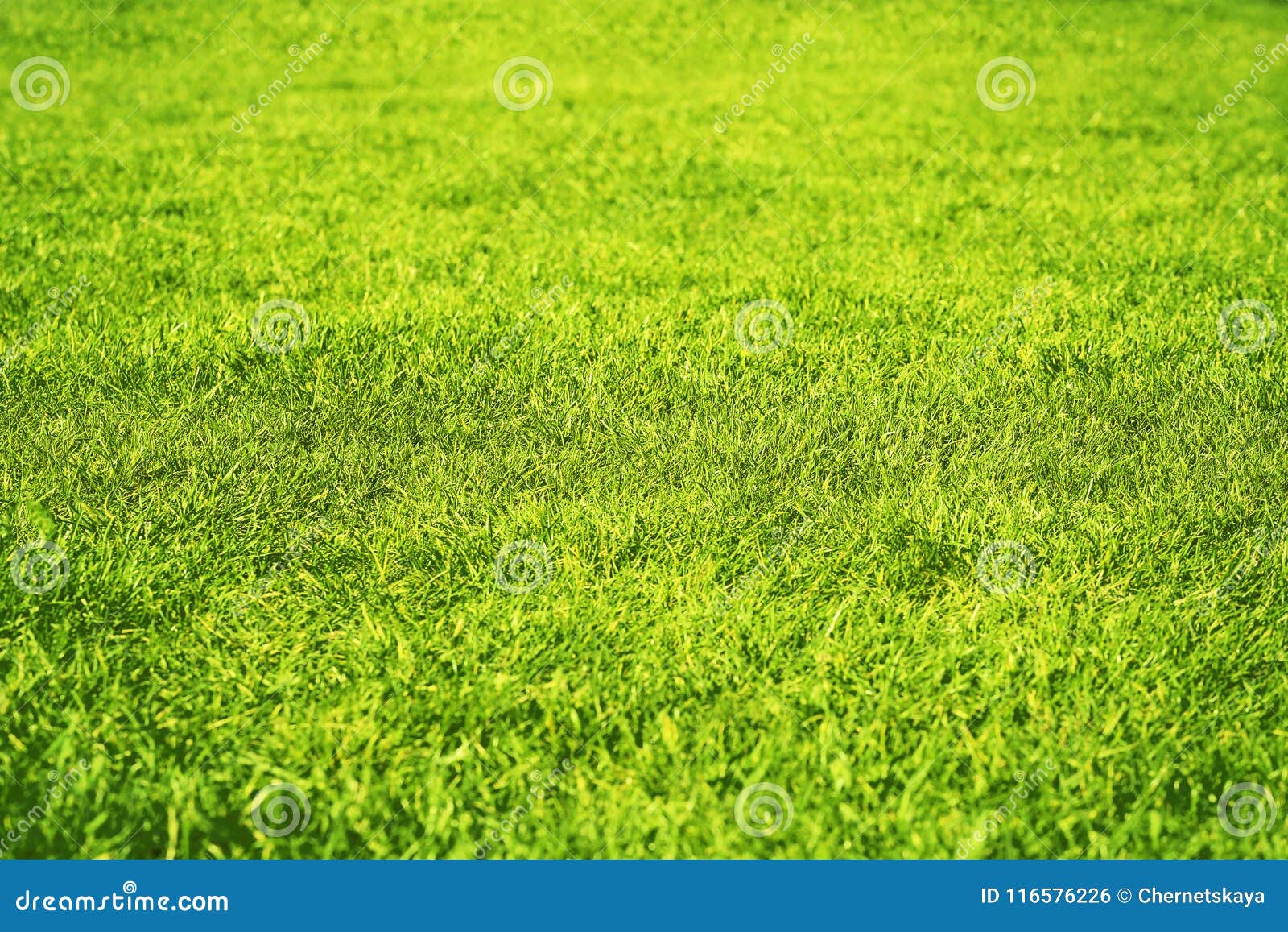 Green Grass Textured Background Stock Photo - Image of grassy, greenery ...