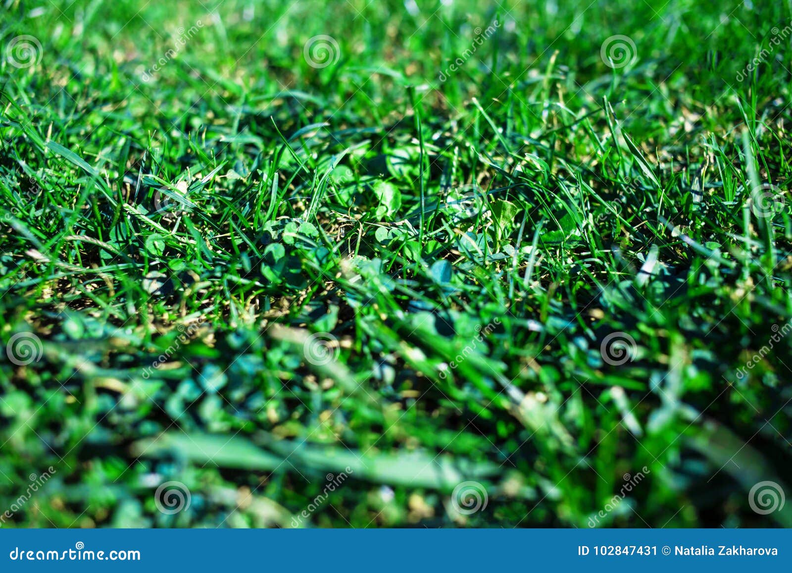 Green Grass Textured Background. Field of Summer Grass, Horizontal ...