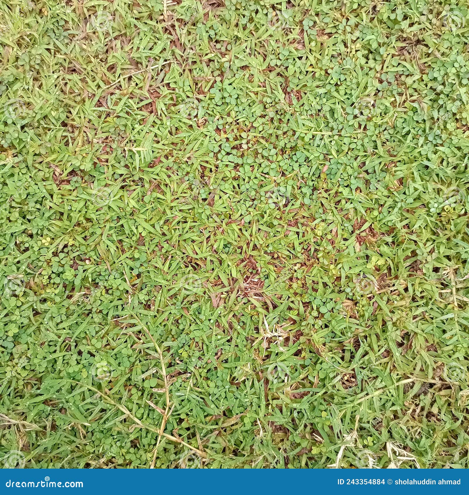 Green Grass Textured Background Stock Photo - Image of lawn, wildflower ...