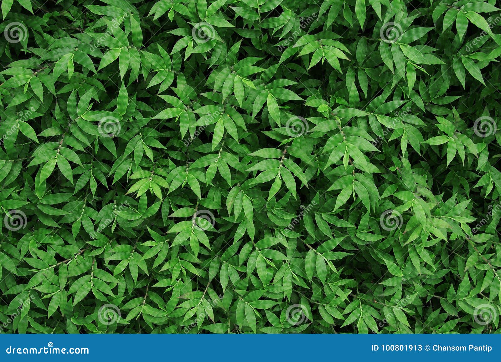 Green Grass Textured, Greenery Abstract Background. Stock Image - Image ...