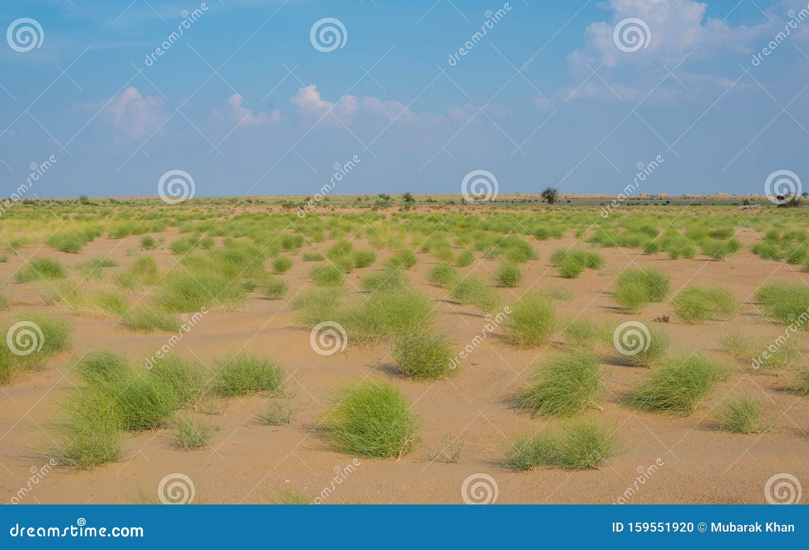 Green Grass in Thar Desert, Rajasthan, India Stock Photo - Image of ...