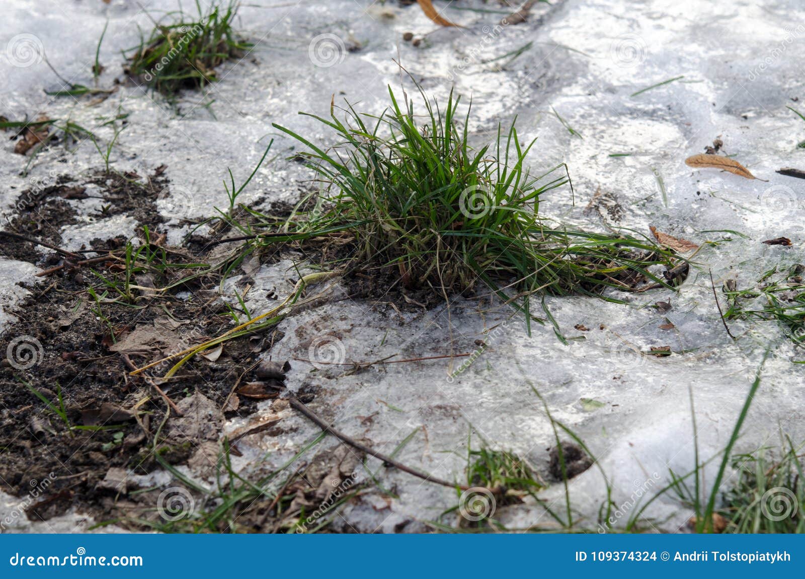 Green Grass on a Thawed Patch. the Onset of Spring Stock Photo - Image ...