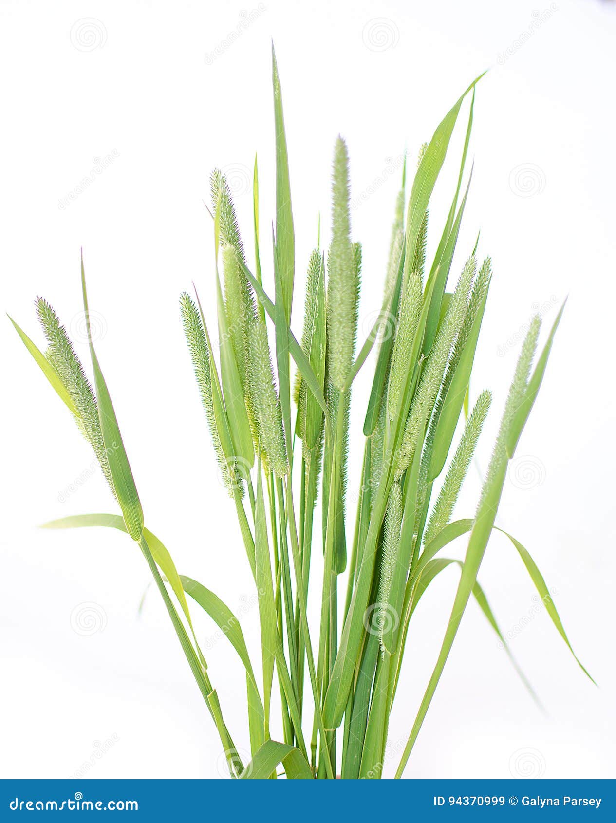 Green Grass Timothy-grass on a White Background Stock Image - Image of ...
