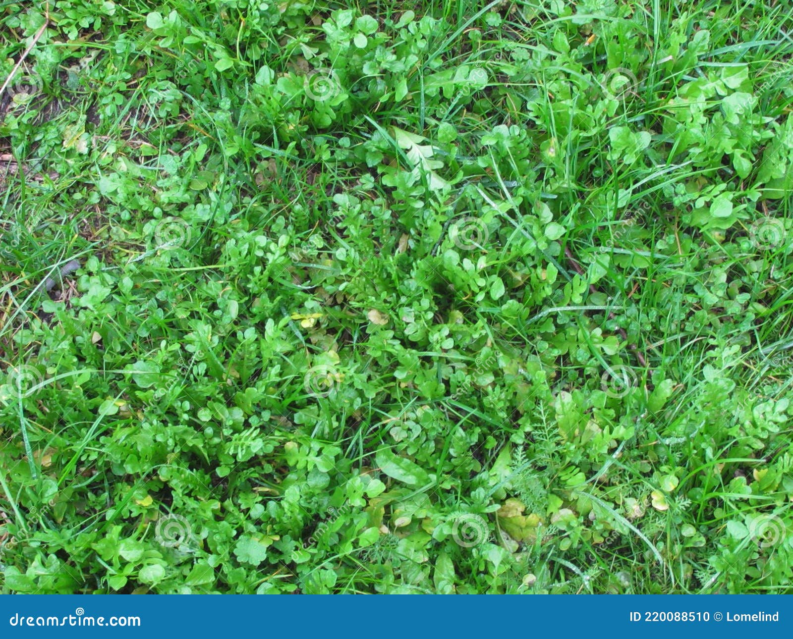 Green grass, top view stock photo. Image of field, grow - 220088510