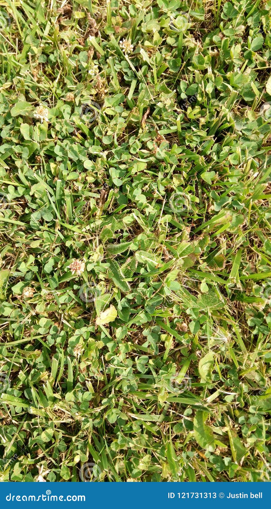 Nature stock image. Image of grass, nature, green, view - 121731313